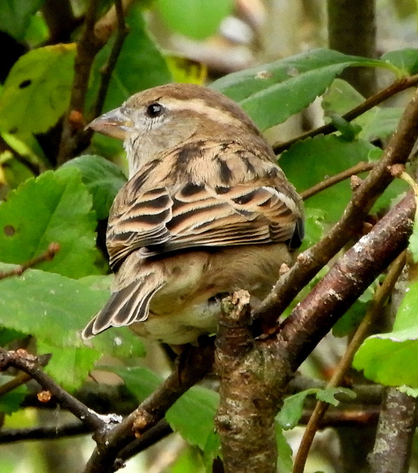 The little House Sparrows... | chrisA | Blipfoto