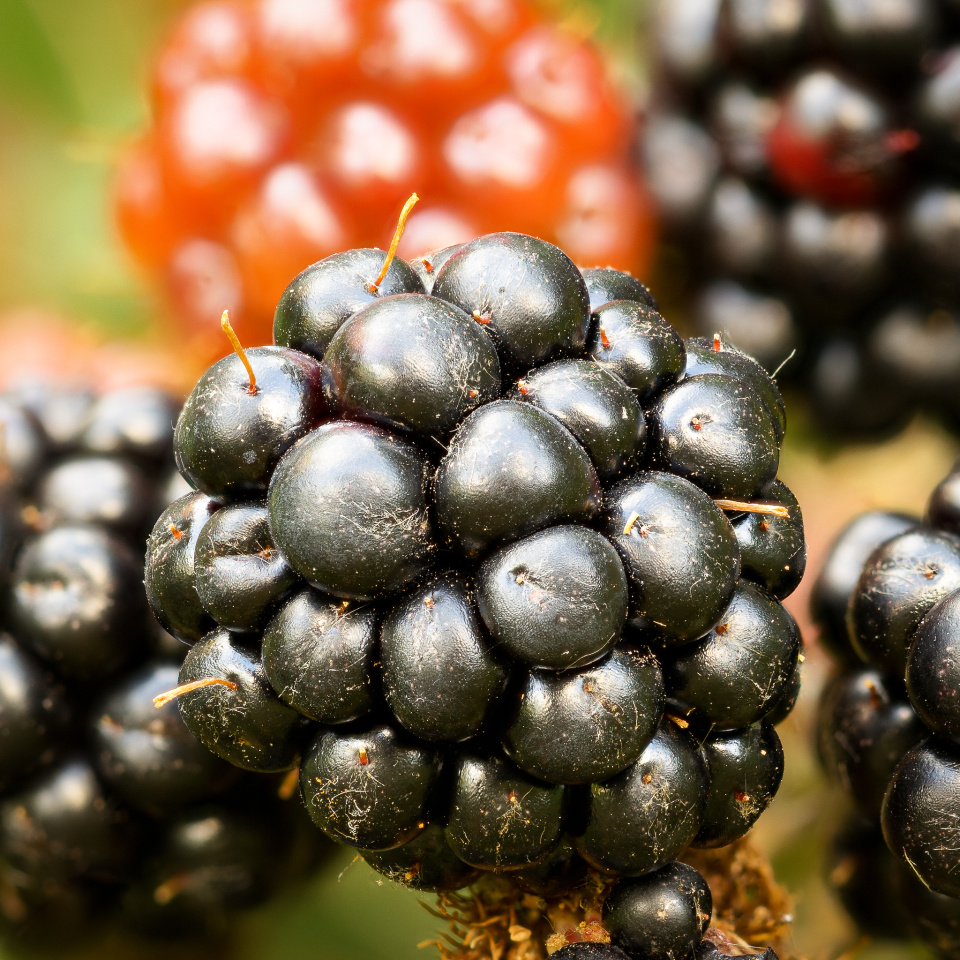 Blackberry Stack | madwill | Blipfoto