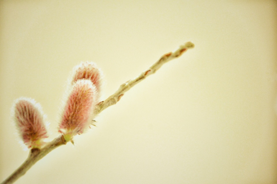 Pink catkins | Ingeborg | Blipfoto