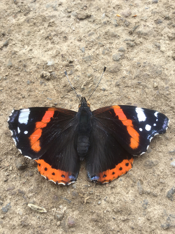 A flutterby butterfly .... | Farmerboab | Blipfoto