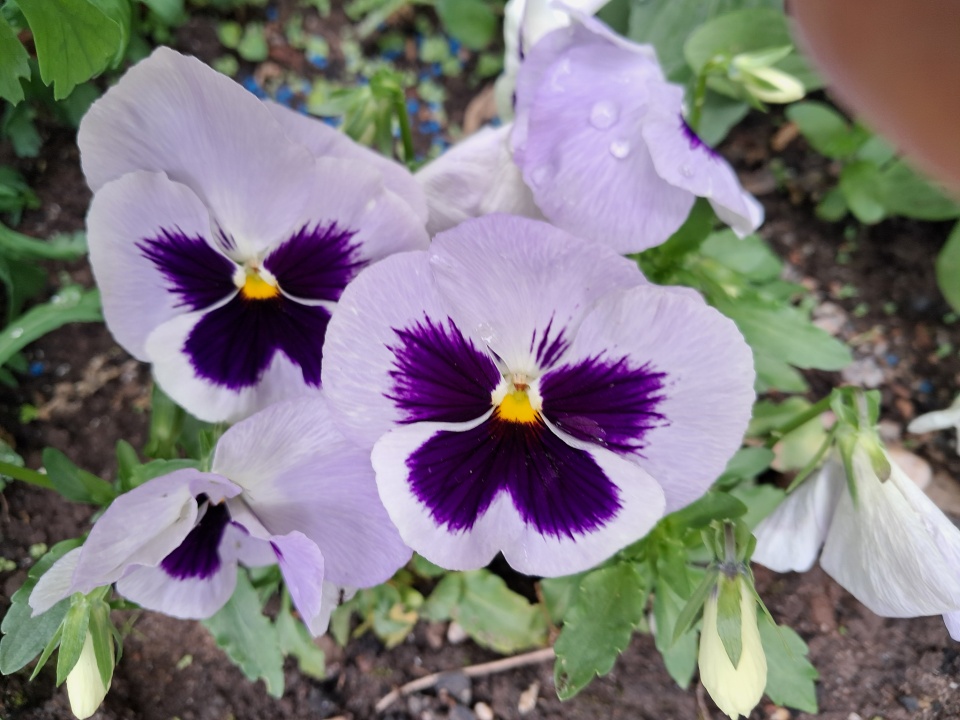 Pansy. | Midlander | Blipfoto