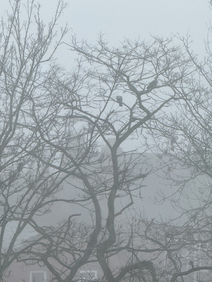 i do like a bit of fog so... | catoblips | Blipfoto