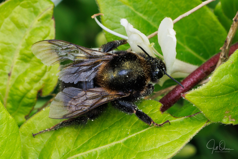 Mahoosive | JDO | Blipfoto