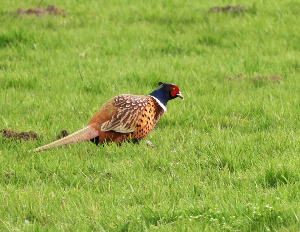 A pleasant Pheasant | Tigger101 | Blipfoto