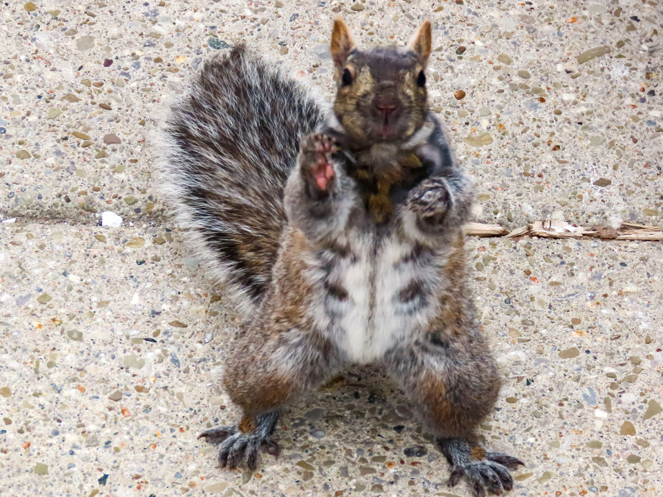 Squirrel Blip Friday - waving for peanuts edition | KevinV | Blipfoto