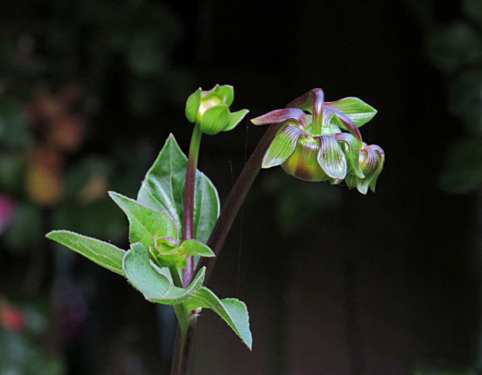 Green……. | Miffy | Blipfoto