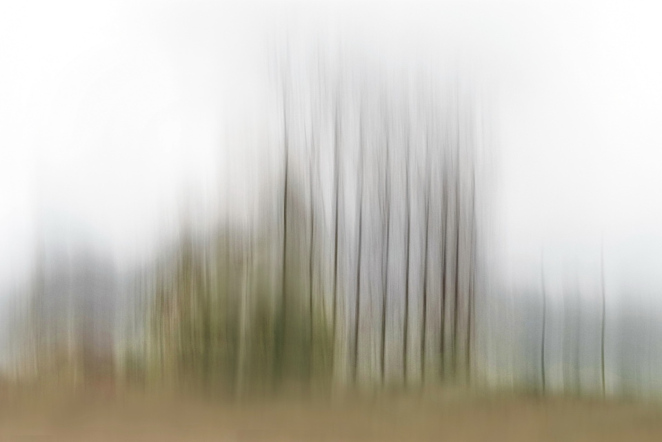 My Trees | rainie | Blipfoto