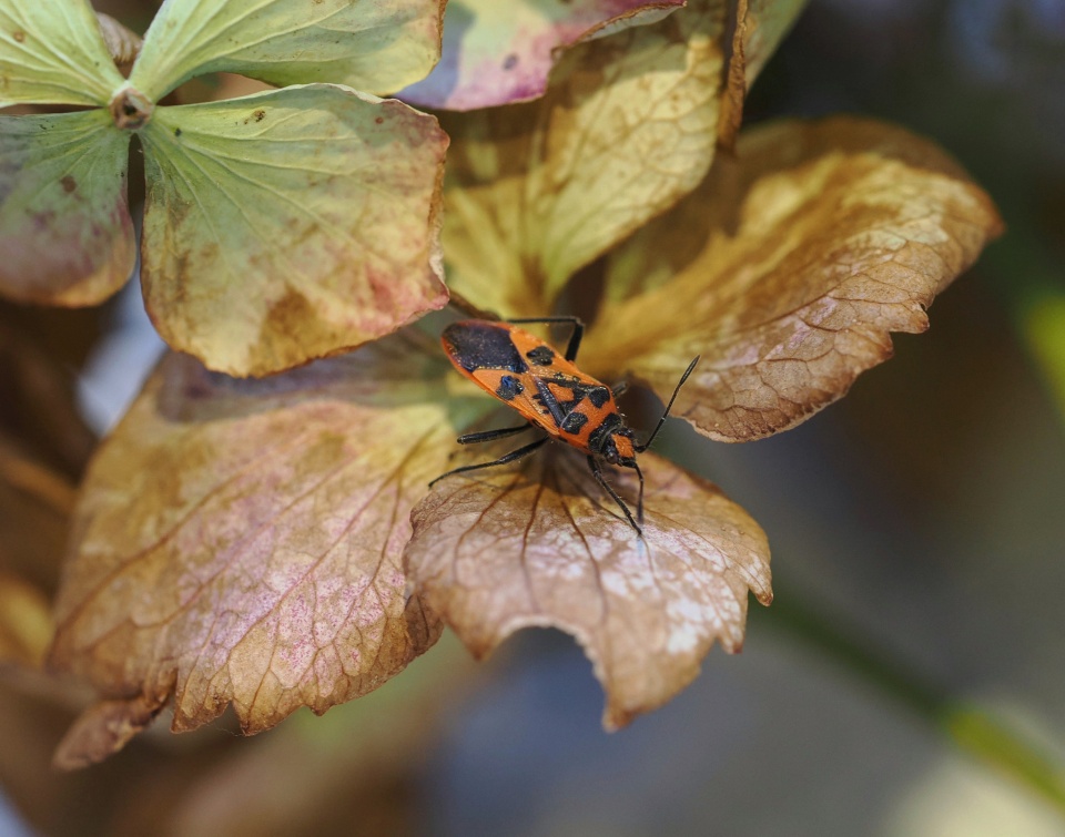 Look up Bug | Technophobe | Blipfoto