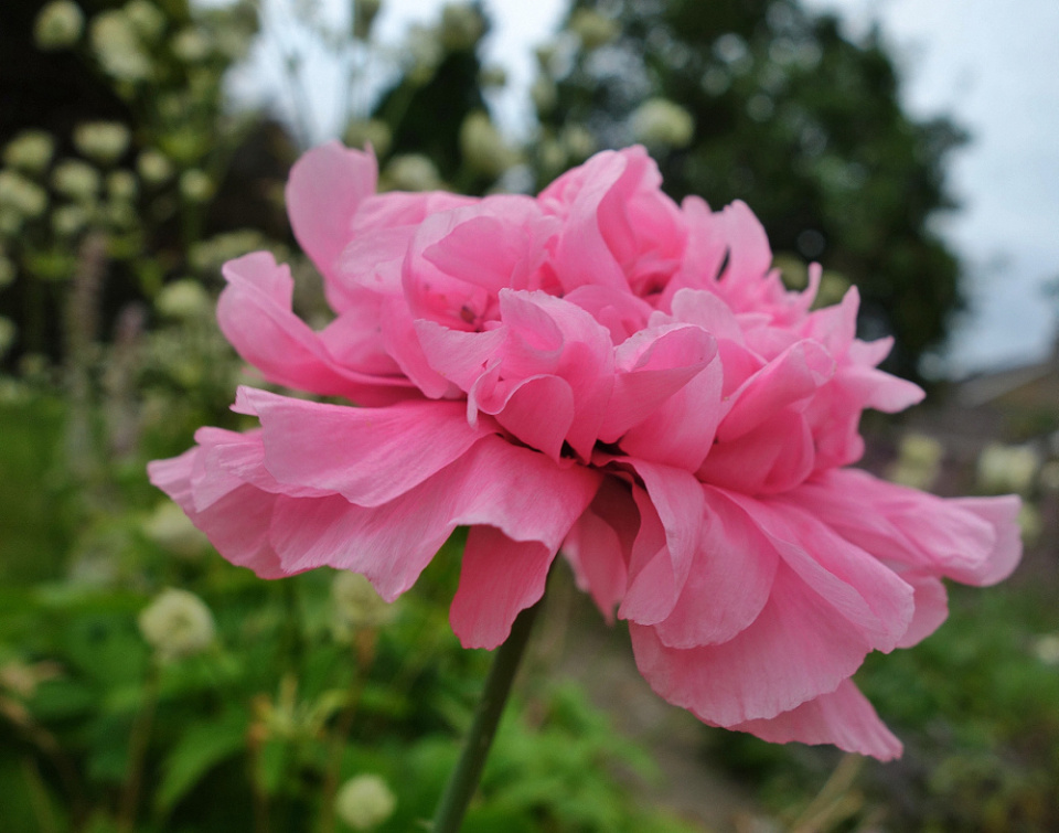 Poppy (?) | AnnW | Blipfoto