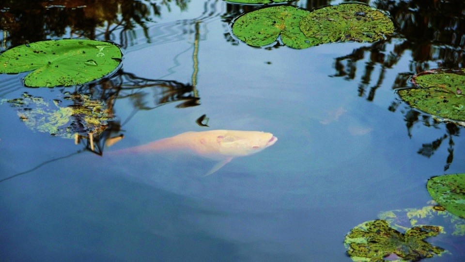 Quasimo-Fish | MonkeyWithAView | Blipfoto