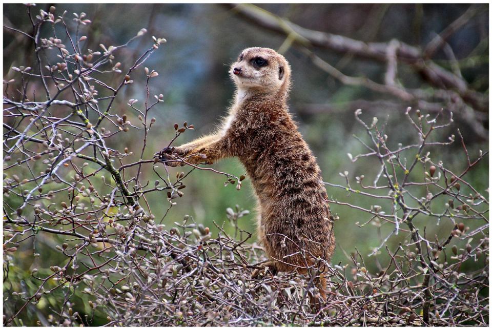 Cute animal blip! | LadyMarchmont | Blipfoto