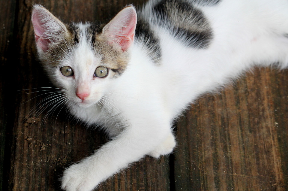 Cat Blip, moi? | manicmorff | Blipfoto
