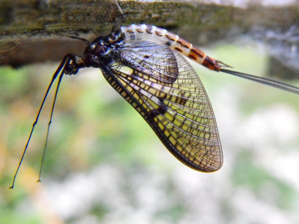 Dead Mayfly? | betho | Blipfoto