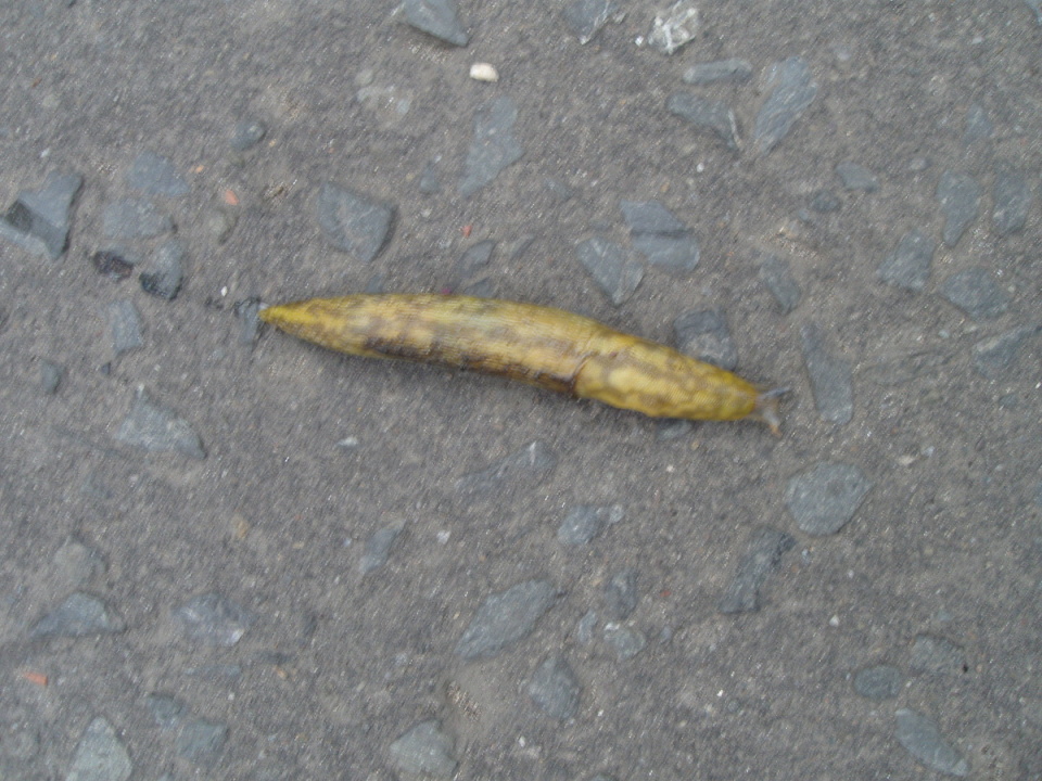 Funny coloured slug. | CanCarrier | Blipfoto