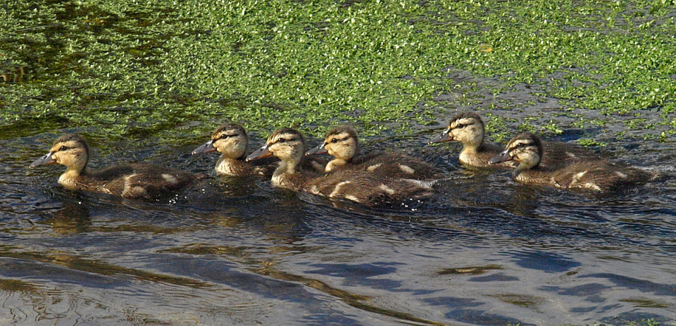 Six little ducklings all in a row... | Scottie5 | Blipfoto