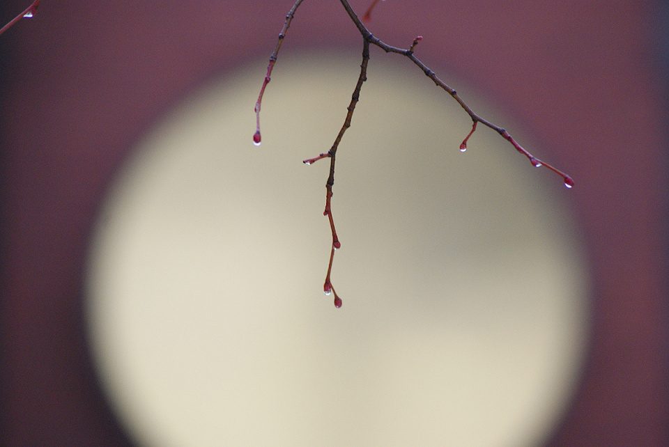 Drops of false joy | RtCph | Blipfoto