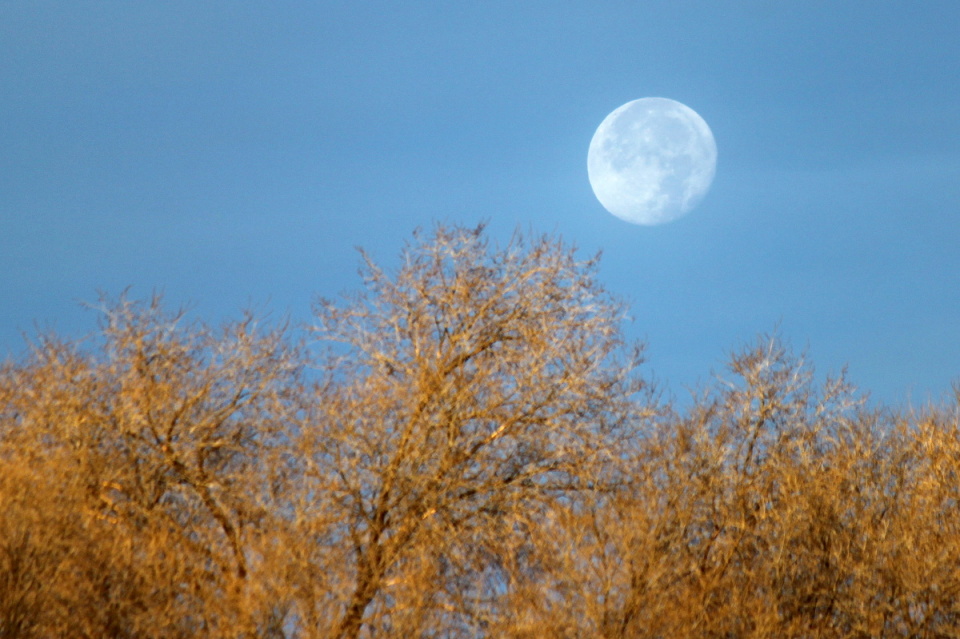 Good morning, moon! | stillandknow | Blipfoto