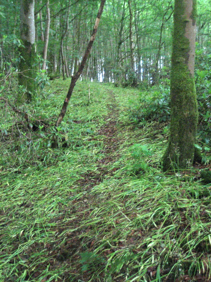 Badger Path | Dreich | Blipfoto