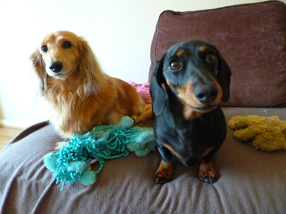 Hot dogs | Freuchie | Blipfoto