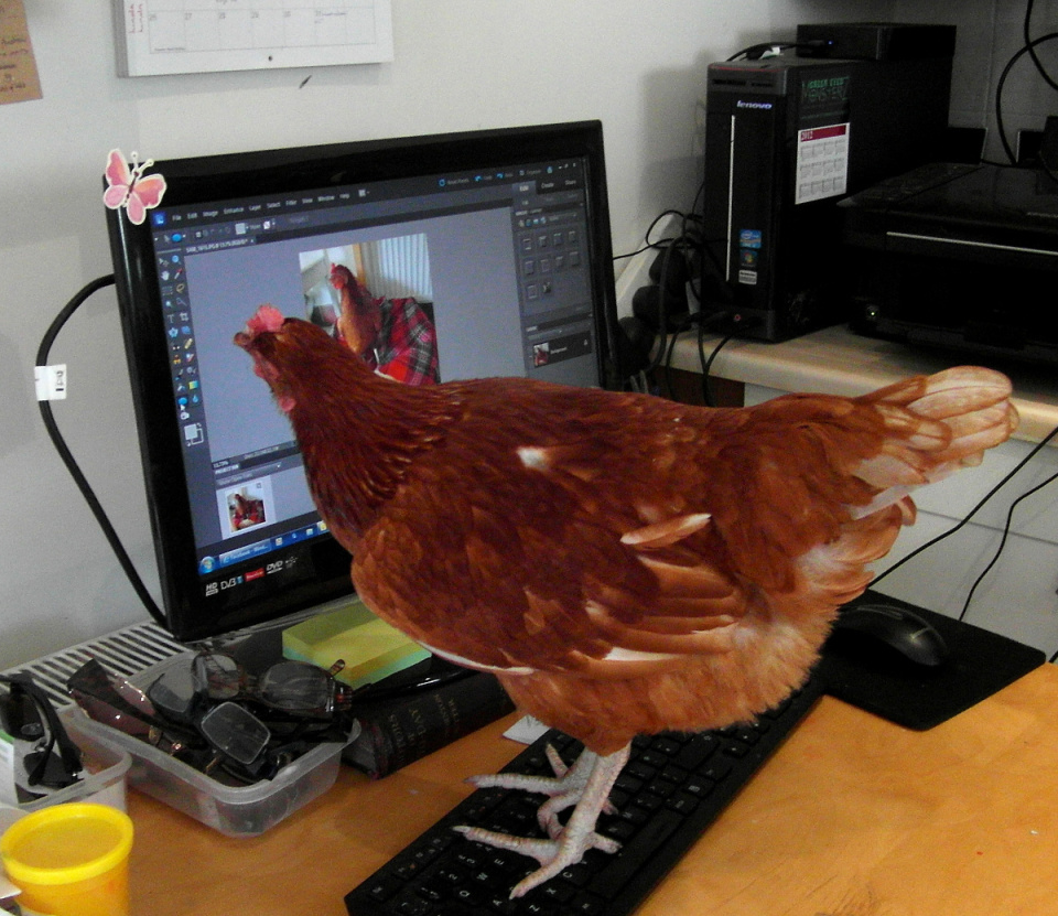 Photo editing - Childs play or Chickens Play | LindaCh | Blipfoto