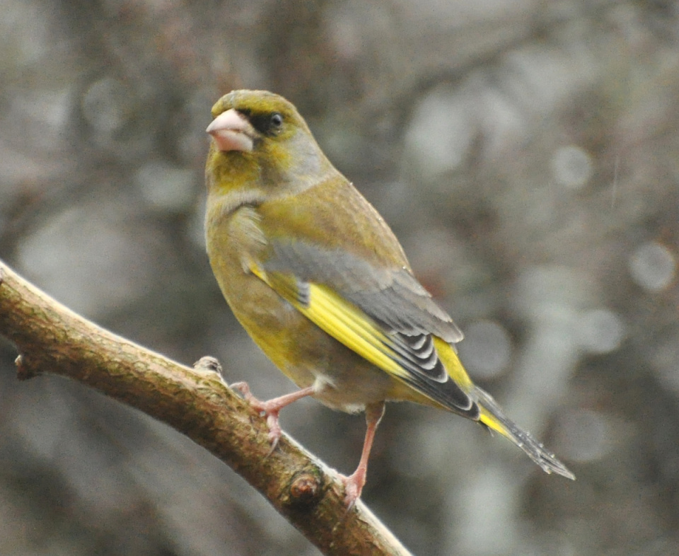 Greenfinch | gladders | Blipfoto