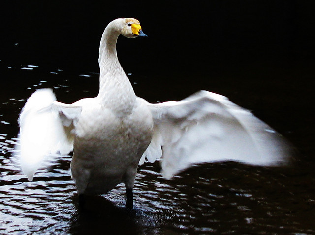 Whooper | MissRAble | Blipfoto