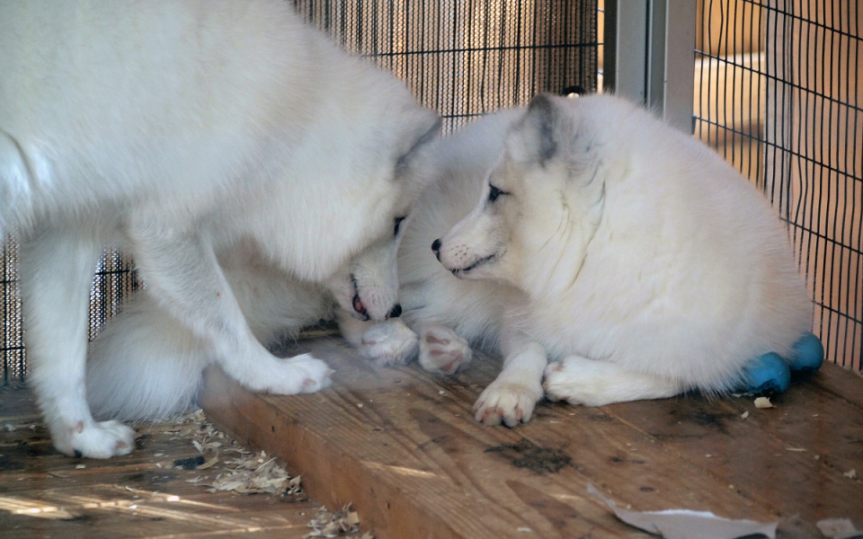 Arctic fox pups | Cider12 | Blipfoto
