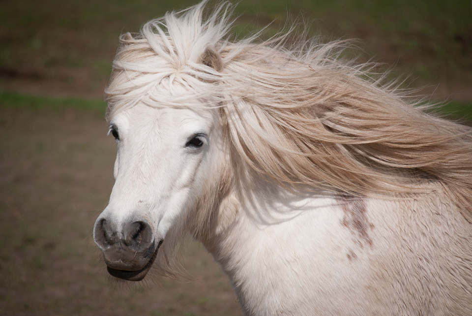 THE WHITE PONY | admirer | Blipfoto