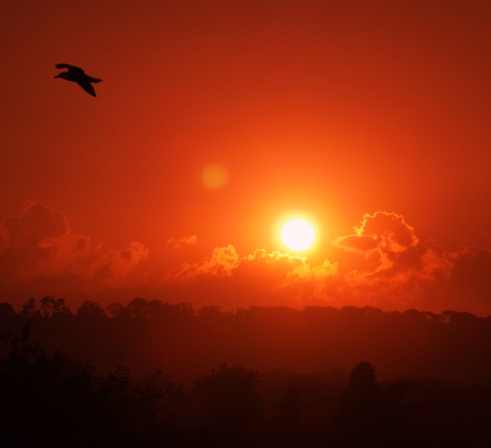 Soar into a Sunset | MissTracy | Blipfoto