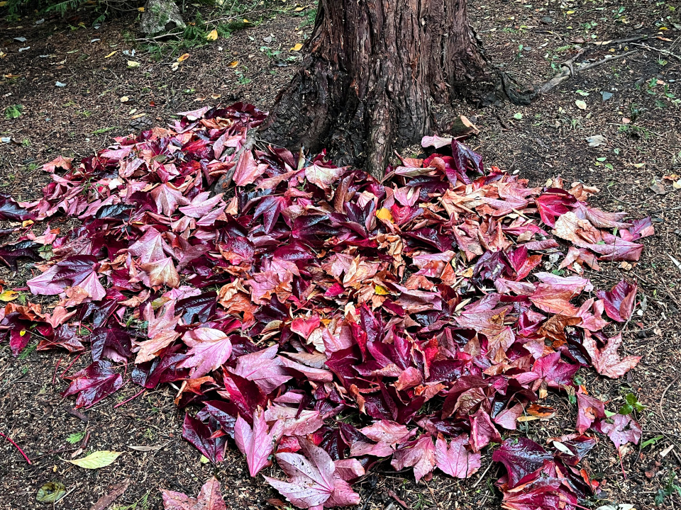 What to do with leaves? | Libra | Blipfoto