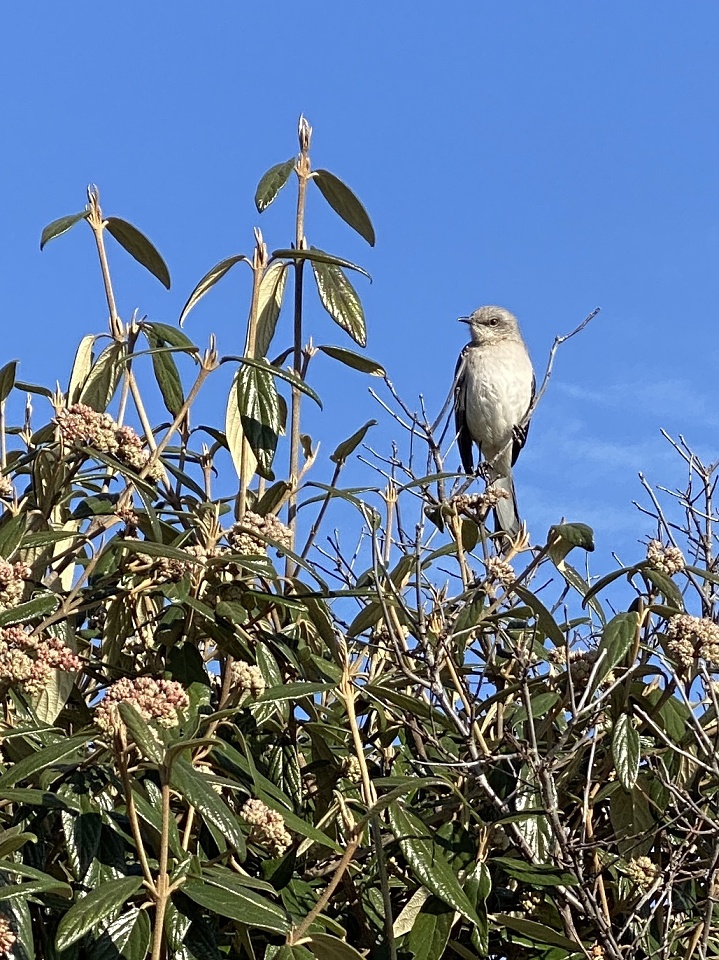 Mr. Mayor | Kimb | Blipfoto