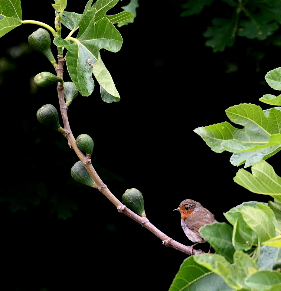 The new season figs look... | chrisA | Blipfoto