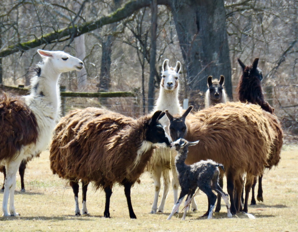 Welcoming the Newest Member of the Llama Herd | GirlWithACamera | Blipfoto