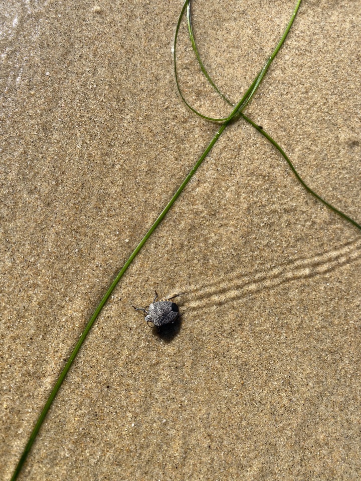 Tiny Beach Bug | carolinav | Blipfoto