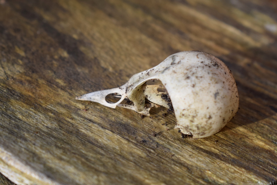 Skull | rat | Blipfoto