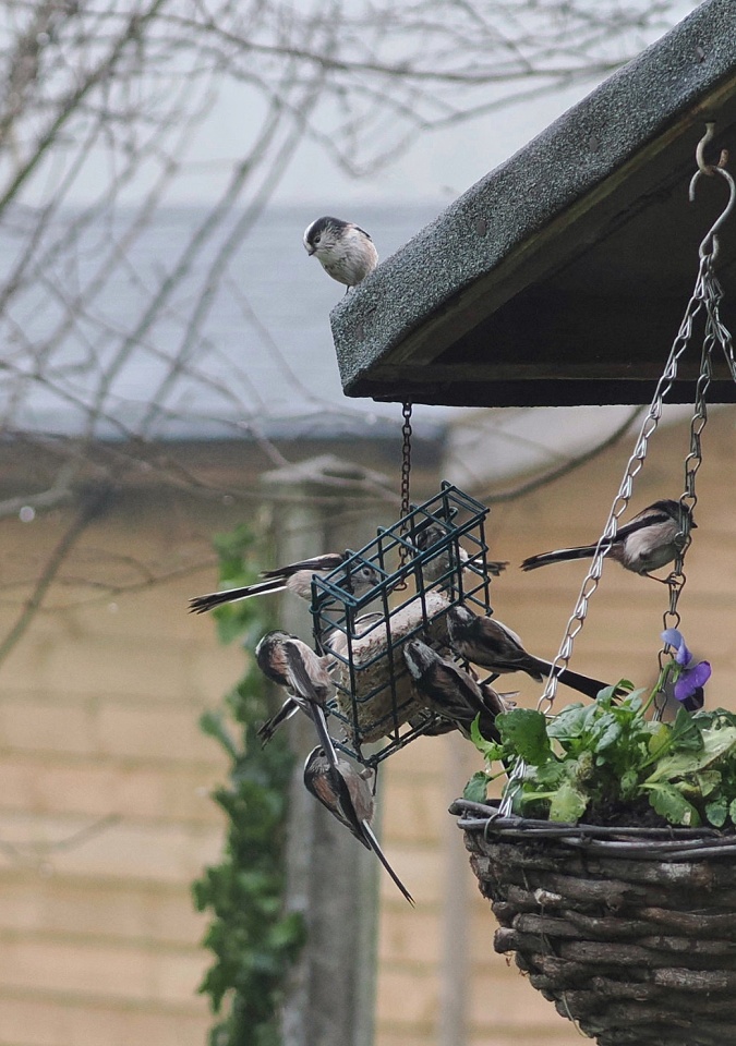 Volery | Technophobe | Blipfoto