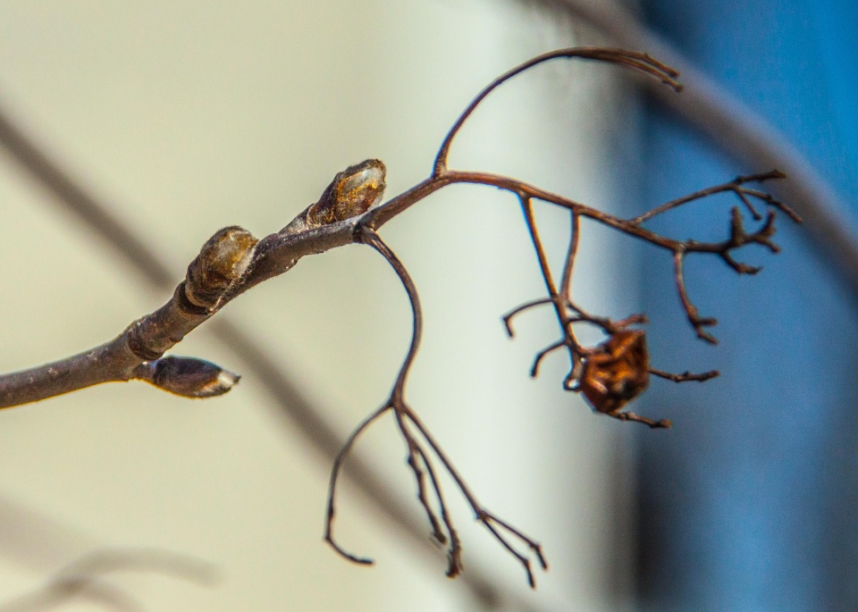 Rowan Buds | ejniemi | Blipfoto