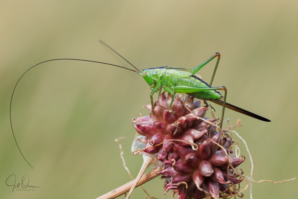 Conehead | JDO | Blipfoto