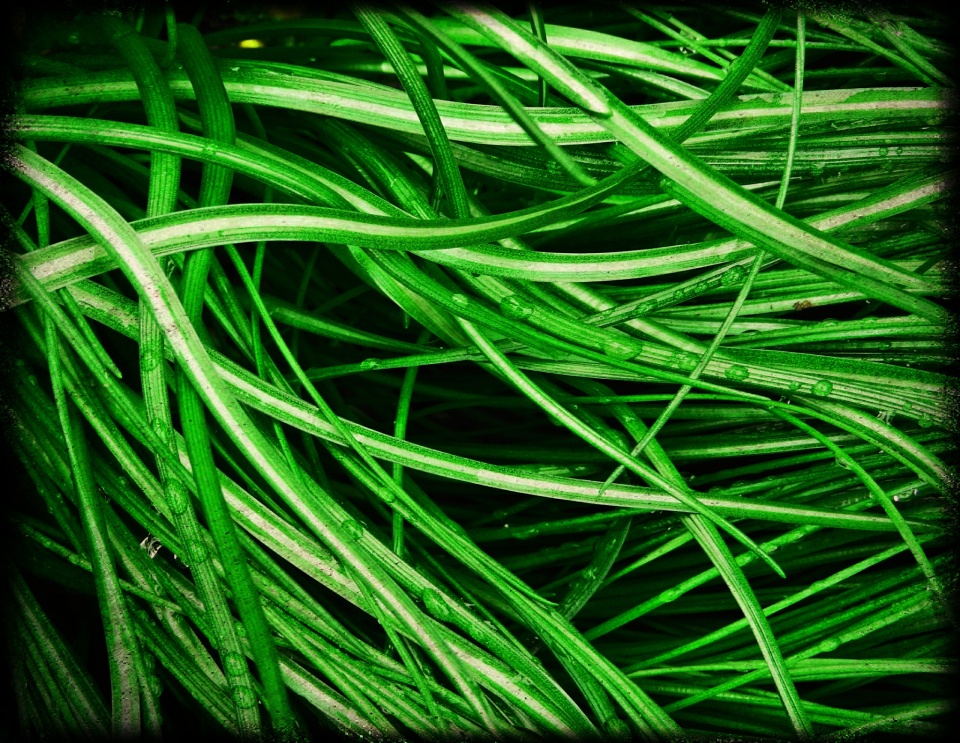 Green tangle | Tigger101 | Blipfoto