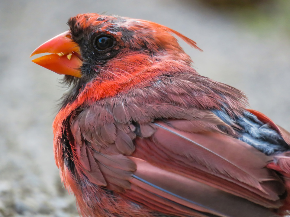 Cardinal close up | KevinV | Blipfoto