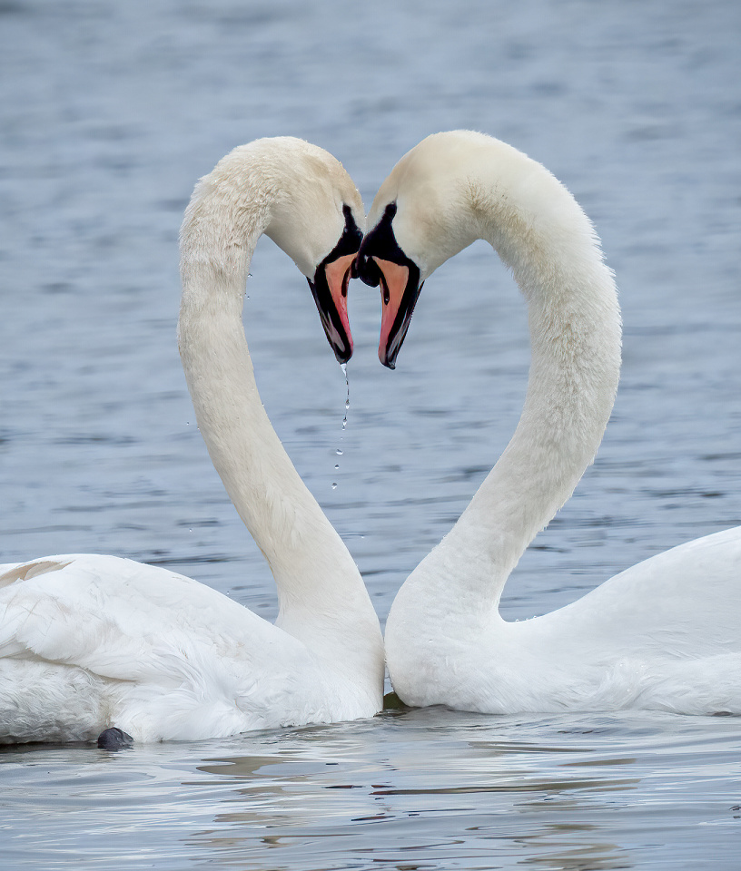 Swan Courtship | davidc | Blipfoto