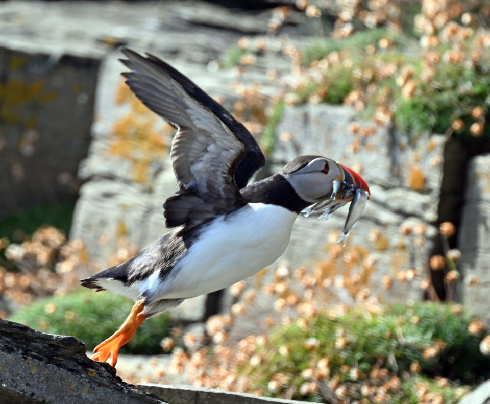 Puffin and Prey | Orc2009 | Blipfoto