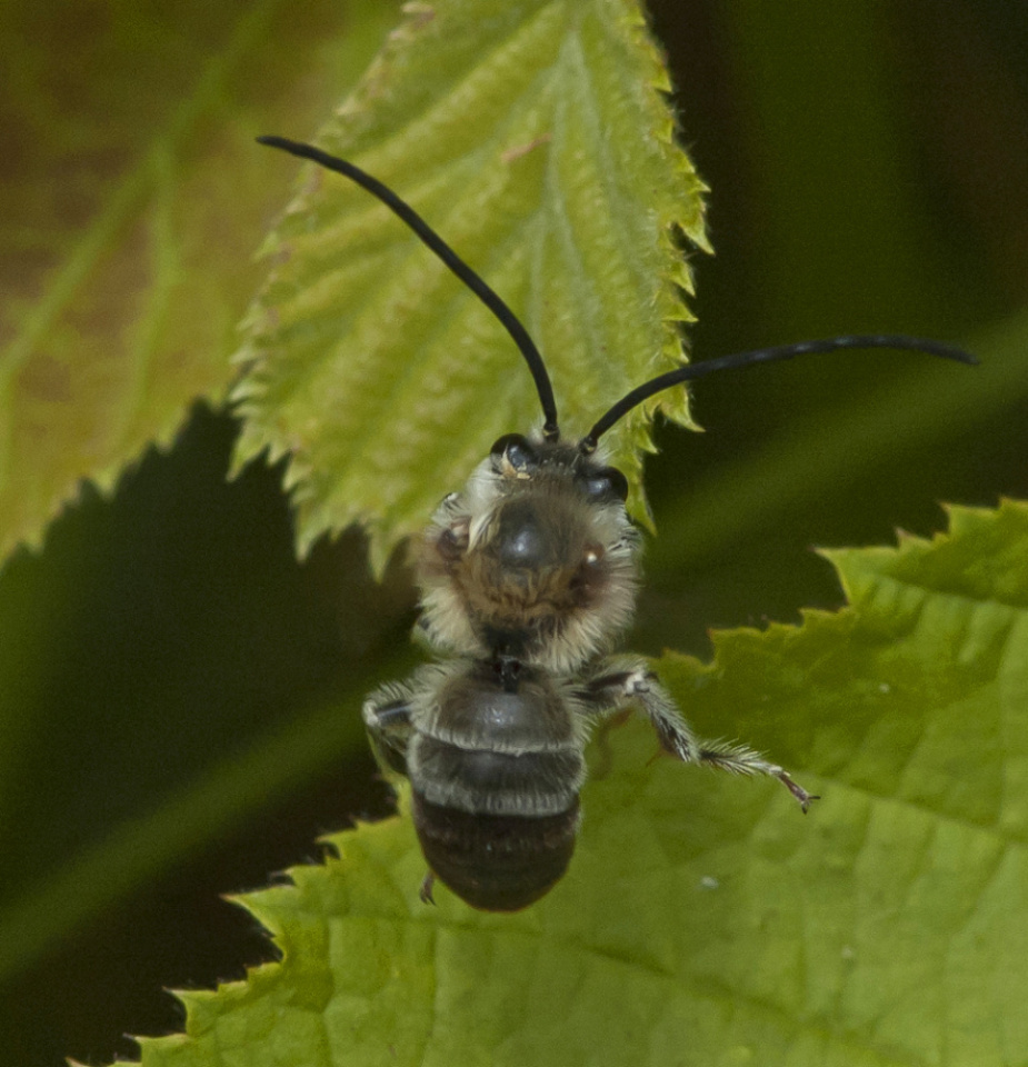 Liftoff of the Long-horned Bee | about | Blipfoto