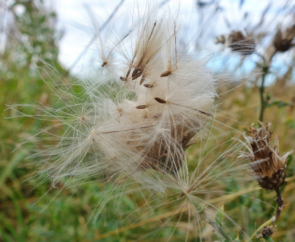 Seed Heads | AnnW | Blipfoto