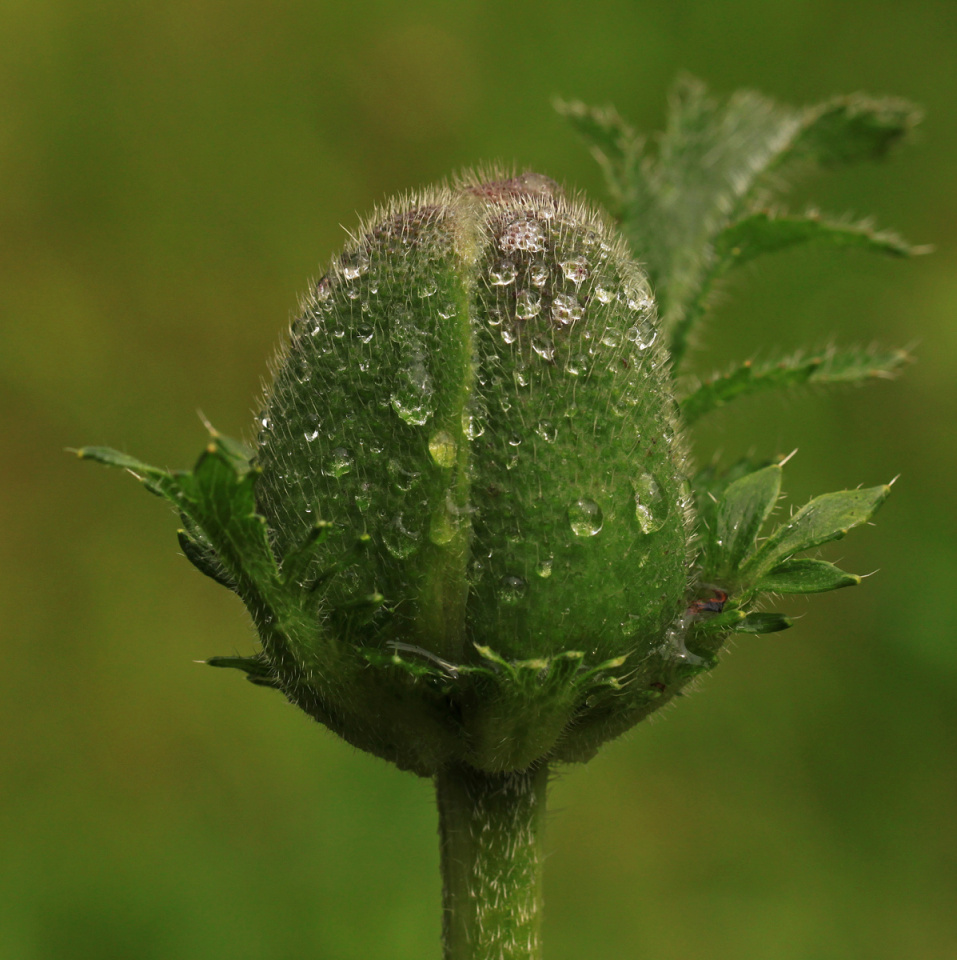 Oriental Poppy (Allegro) No. 2 | Gillipaw | Blipfoto
