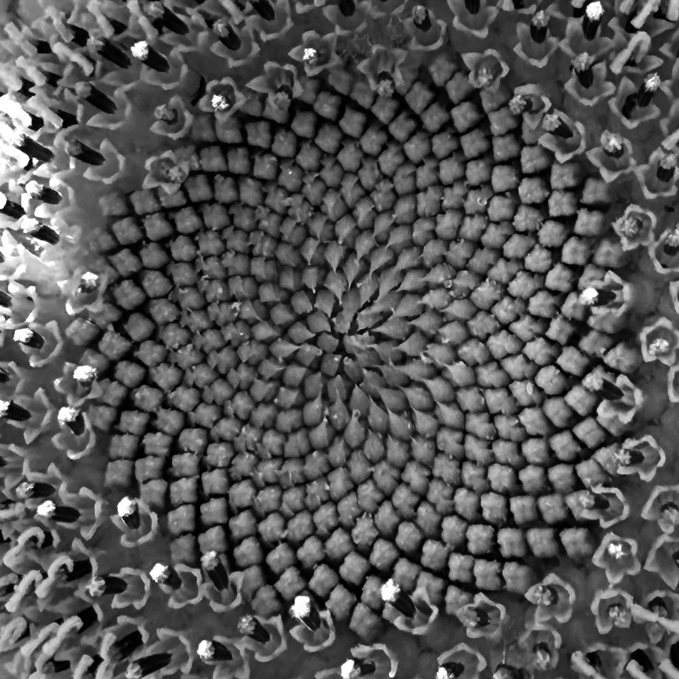 Spirals | Technophobe | Blipfoto