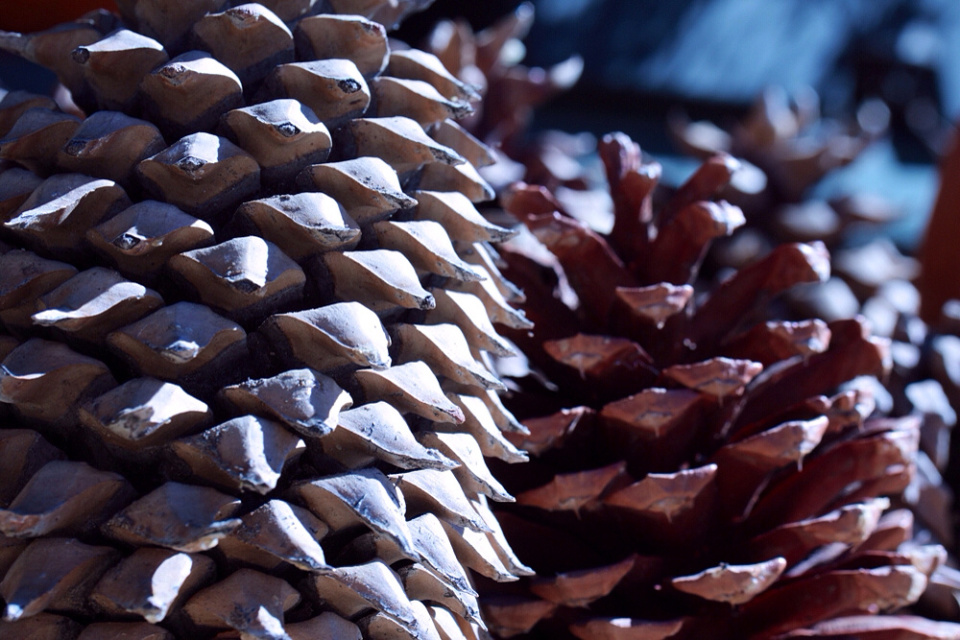 Close up of pine cones | GrabBass1 | Blipfoto
