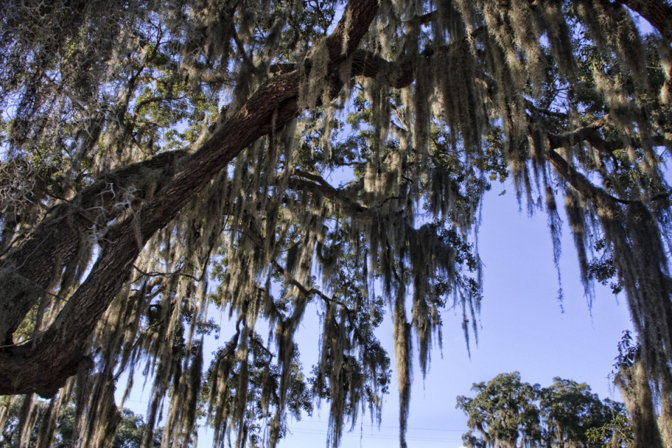 Spanish Moss In The Light | bugsman | Blipfoto