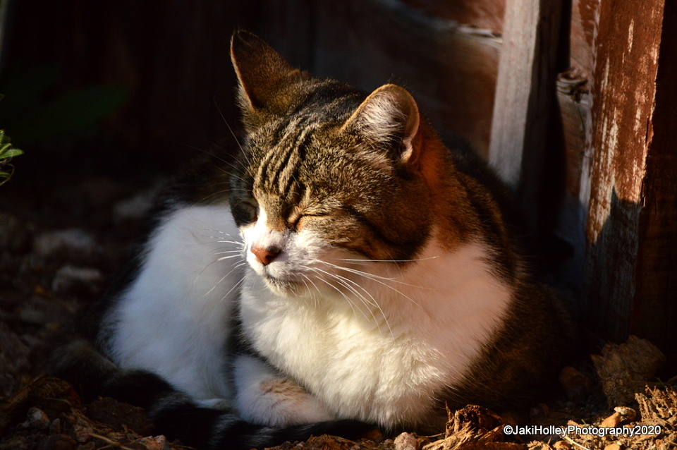 Miss Cheeky Charlie | ThingsBeautiful | Blipfoto
