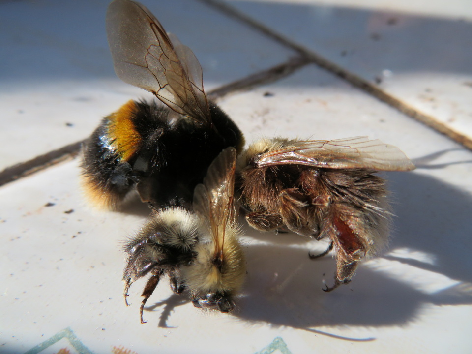 Sad bees | BoydMcAdam | Blipfoto